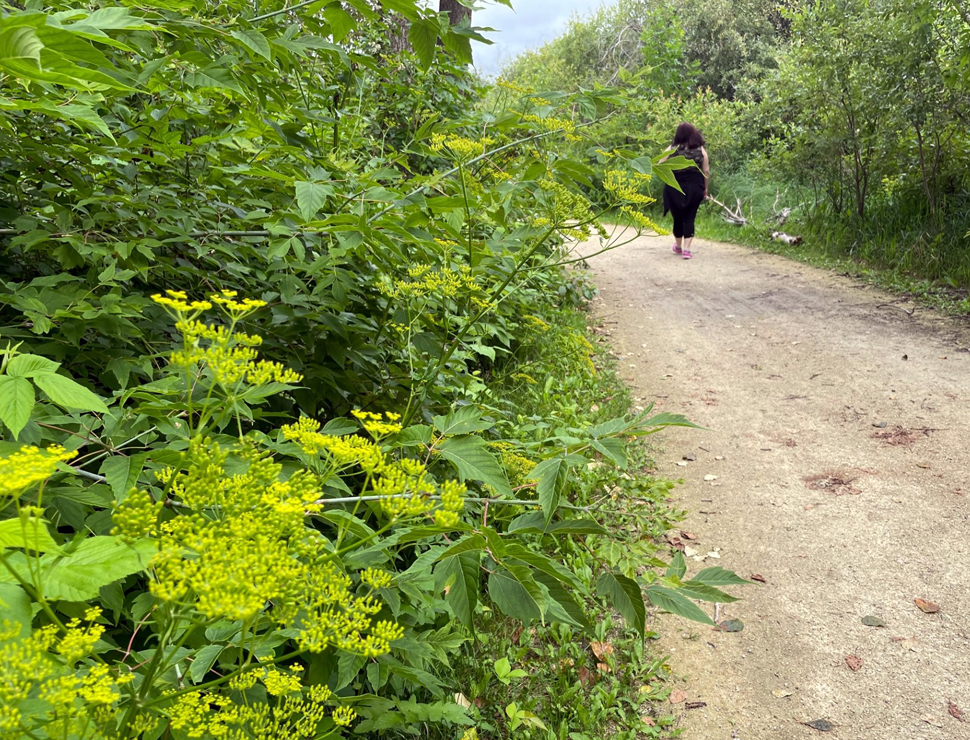 Toxic wild parsnip poses ongoing threat in Steinbach parks ...