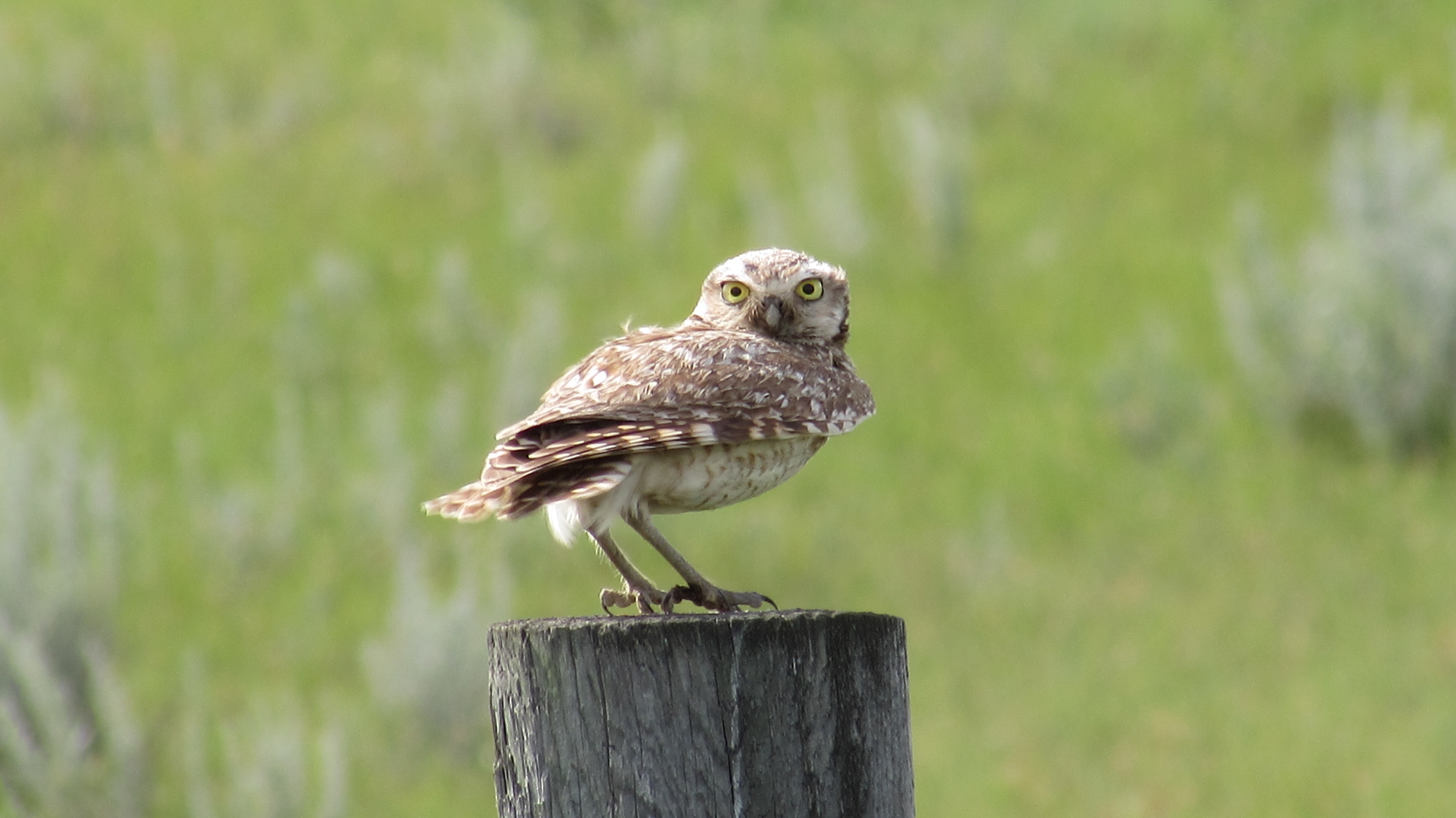 Saskatchewan residents should have their heads on a swivel for ...