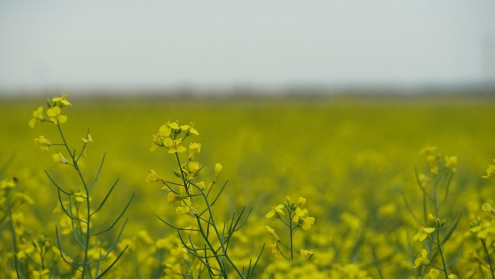 Heat taking its toll on crops - DiscoverMooseJaw.com - Local news ...