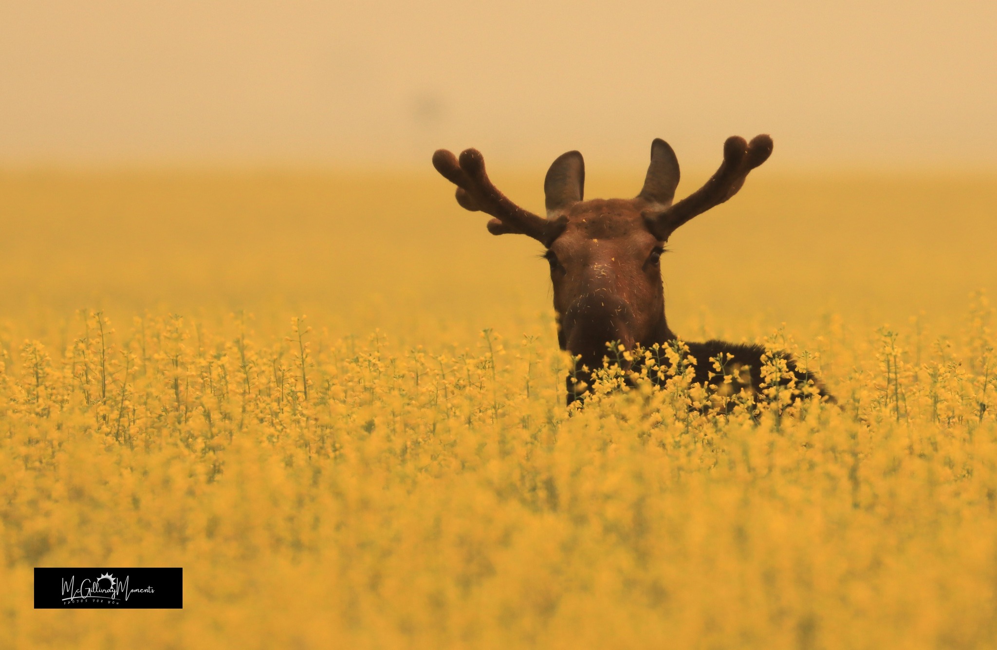 McGillivray in the morning moments - DiscoverEstevan.com - Local news ...