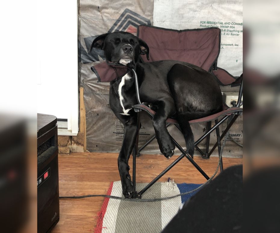 Paws for thought: Keep your pets cool and comfy in the summer heat ...