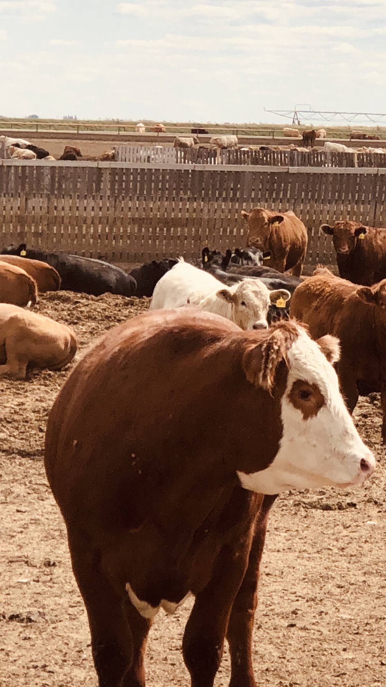 The PBFC is back up and running - ReachFM: Peace Country's hub for ...