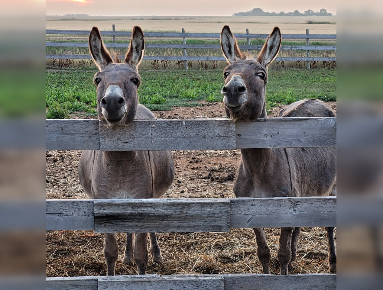 Hay There, Book Lovers! Happy Hooves Fundraiser in Estevan this weekend ...