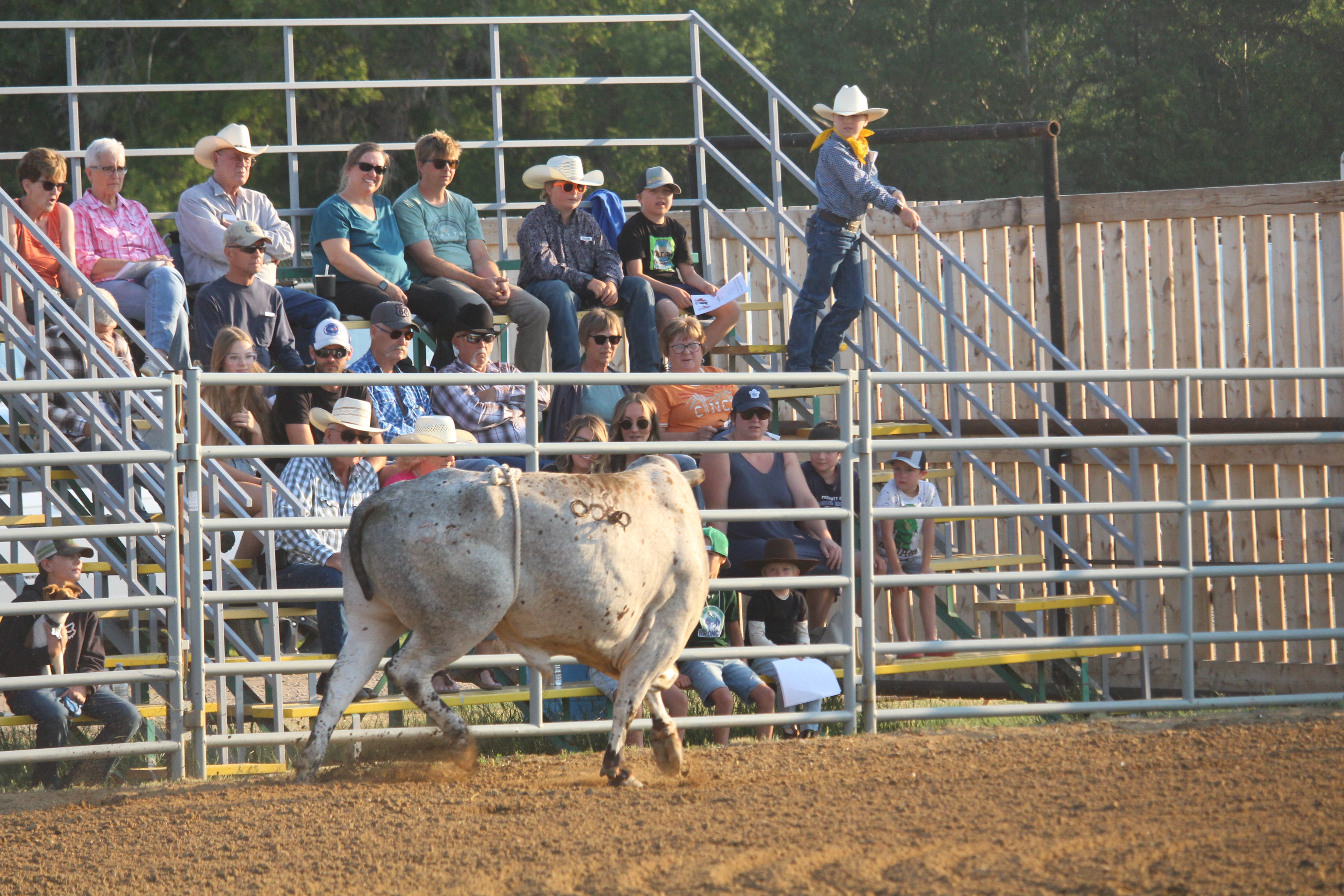 Bucking MS in Speedy Creek raises funds and awareness the western way ...