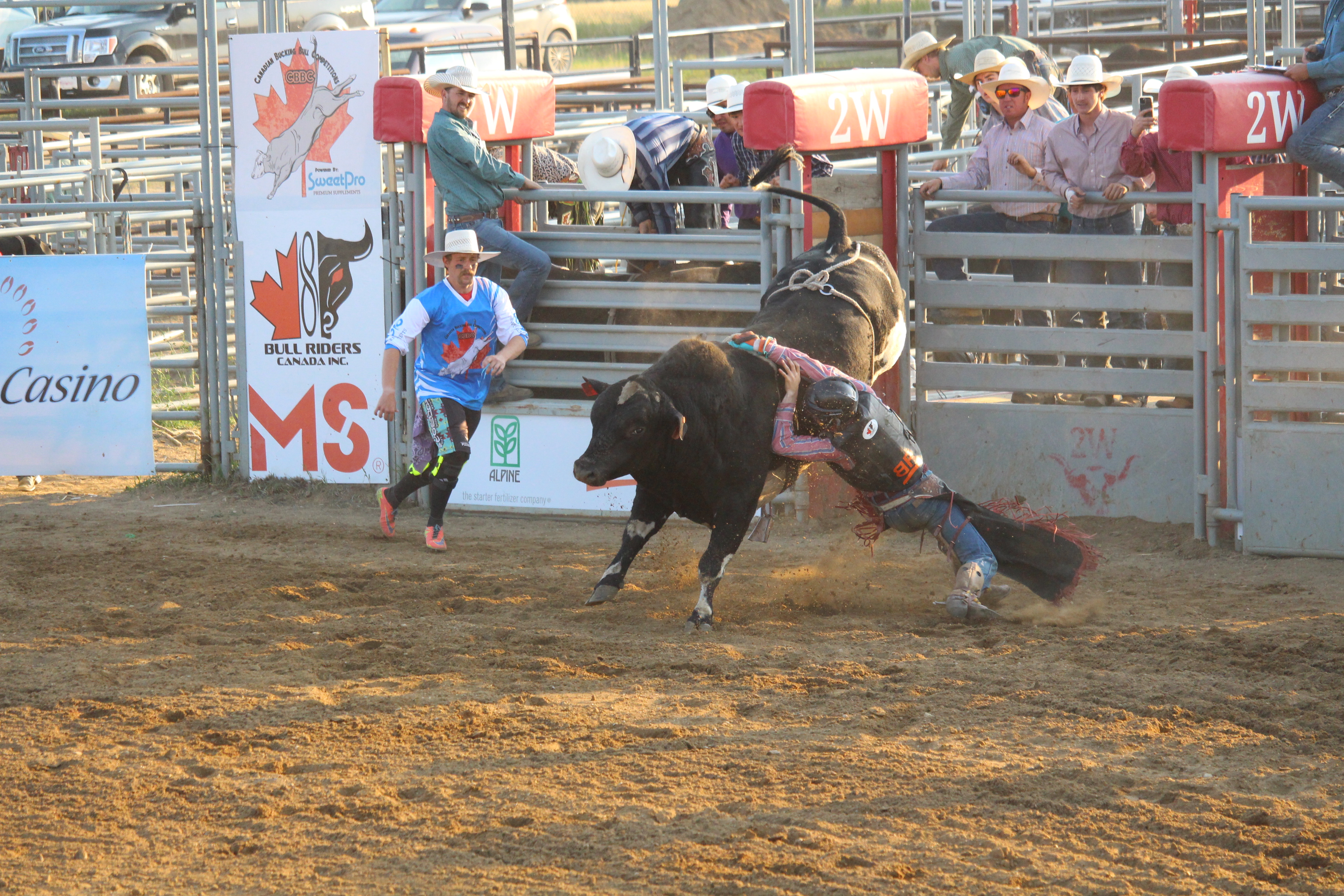 Bucking MS in Speedy Creek raises funds and awareness the western way ...