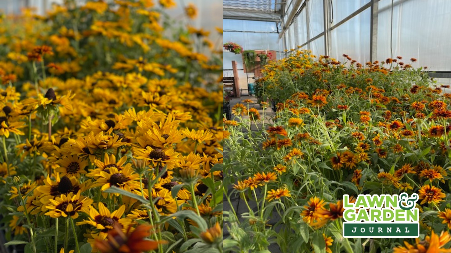 Dealing with rust & powdery mildew in the garden and enjoying ...