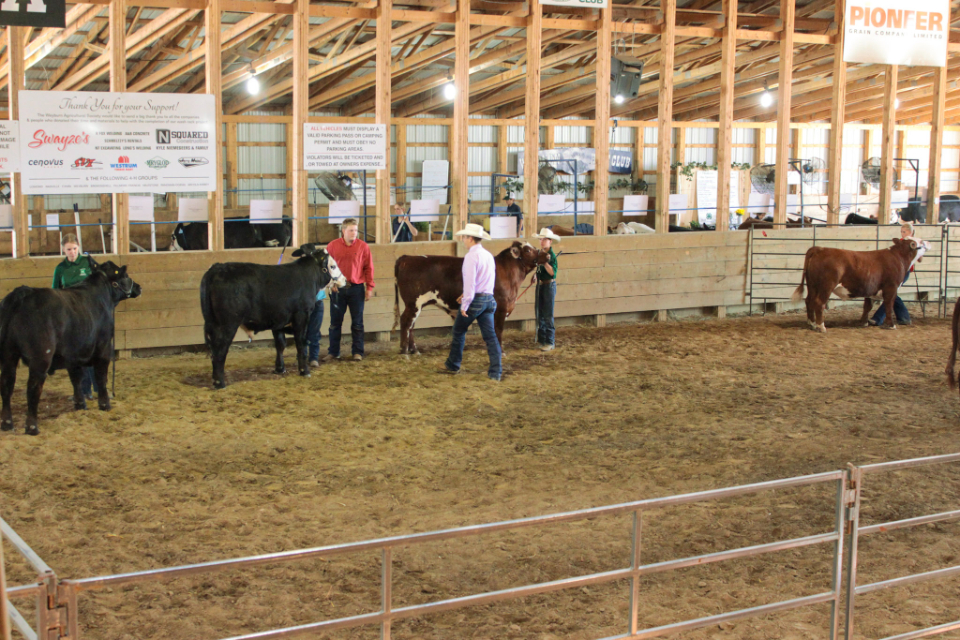 Weyburn's agricultural tradition celebrated at 4-H Interclub event ...