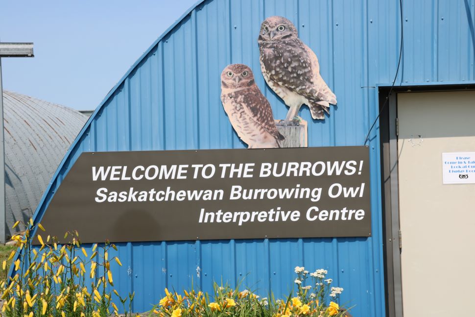 It's time to give a hoot about Saskatchewan's Burrowing Owls ...