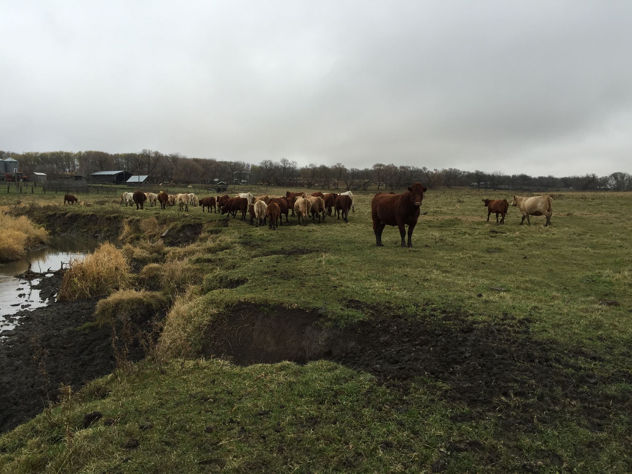 The Canadian Beef Conference is underway - OkotoksOnline.com - Local ...