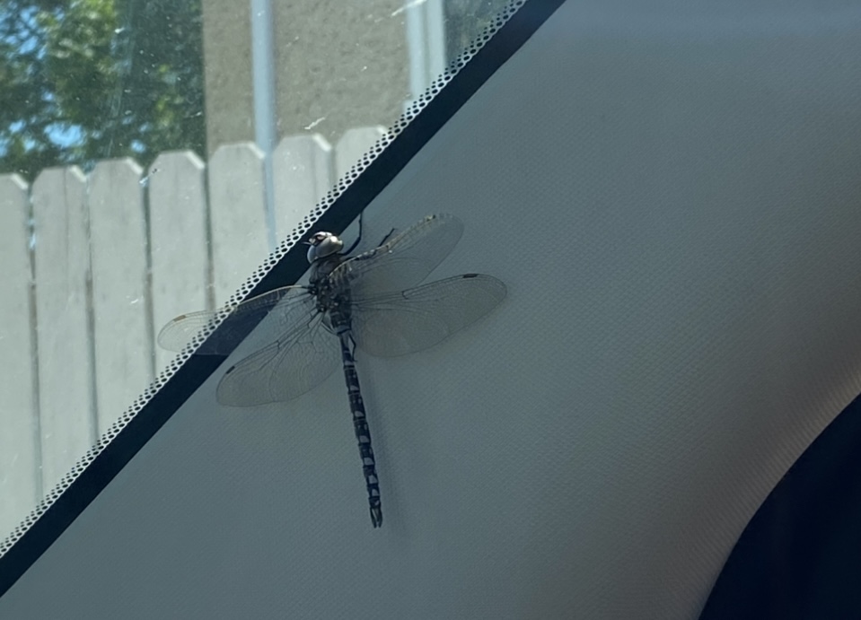 What's up with all the dragonflies? Provincial Entomologist shares on ...