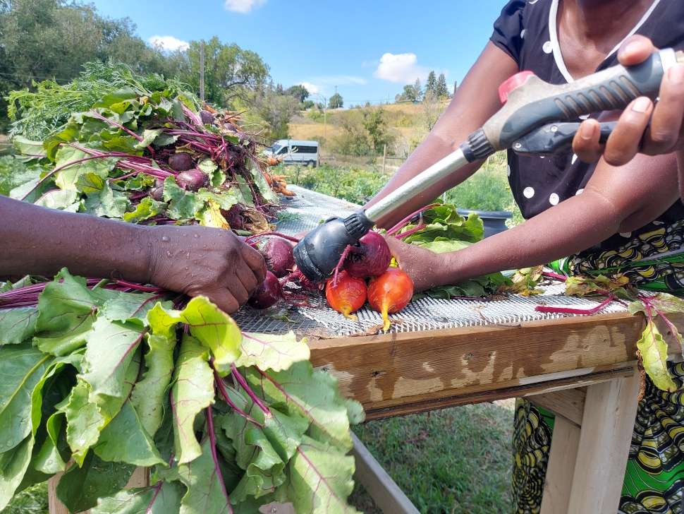 Mosaic Community Food Farm in need of volunteers - DiscoverMooseJaw.com ...