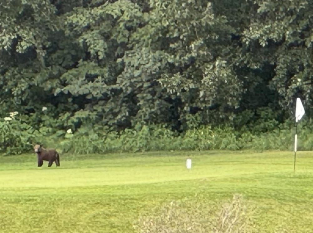 Pair of bears pay a visit to local golf course - OkotoksOnline.com ...