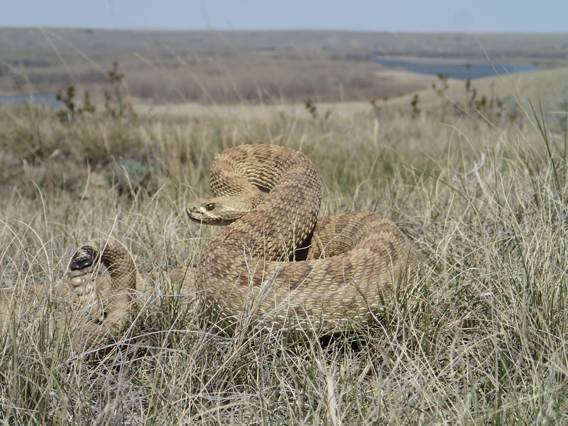 Watch your footing for prairie rattlesnakes around the south ...