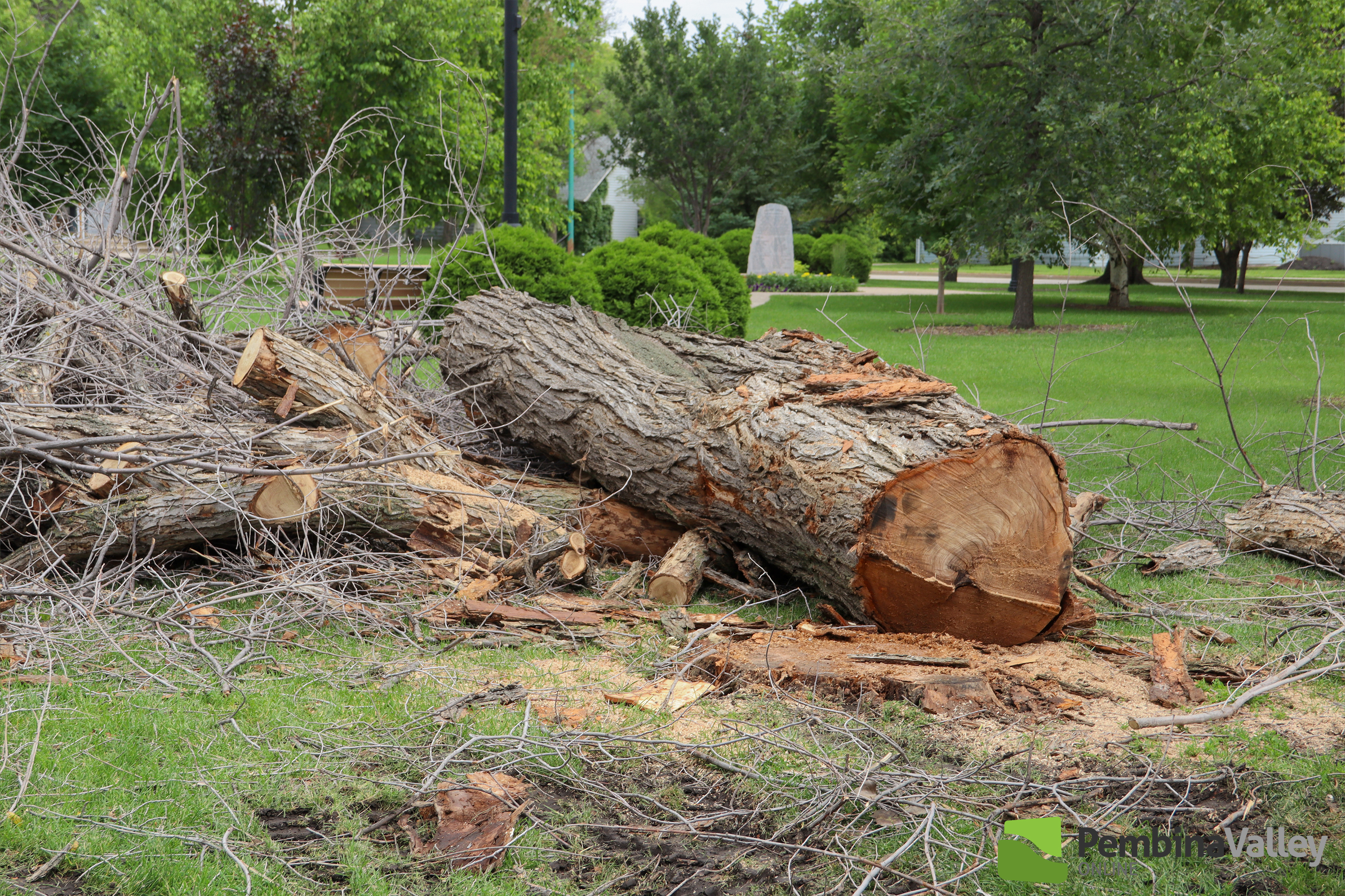 Decades old trees cut down at Bethel Heritage Park due to safety hazard ...
