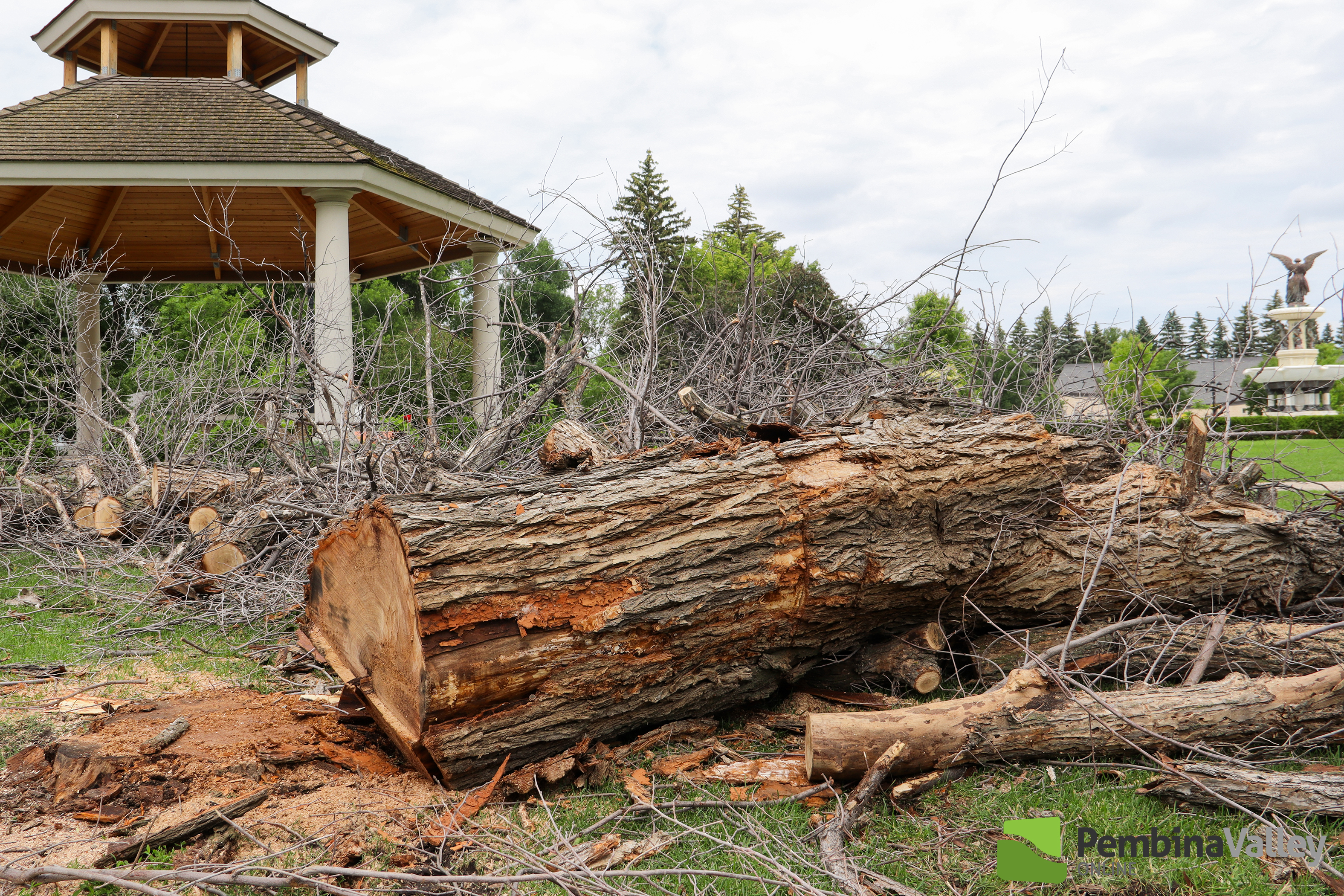 Decades old trees cut down at Bethel Heritage Park due to safety hazard ...