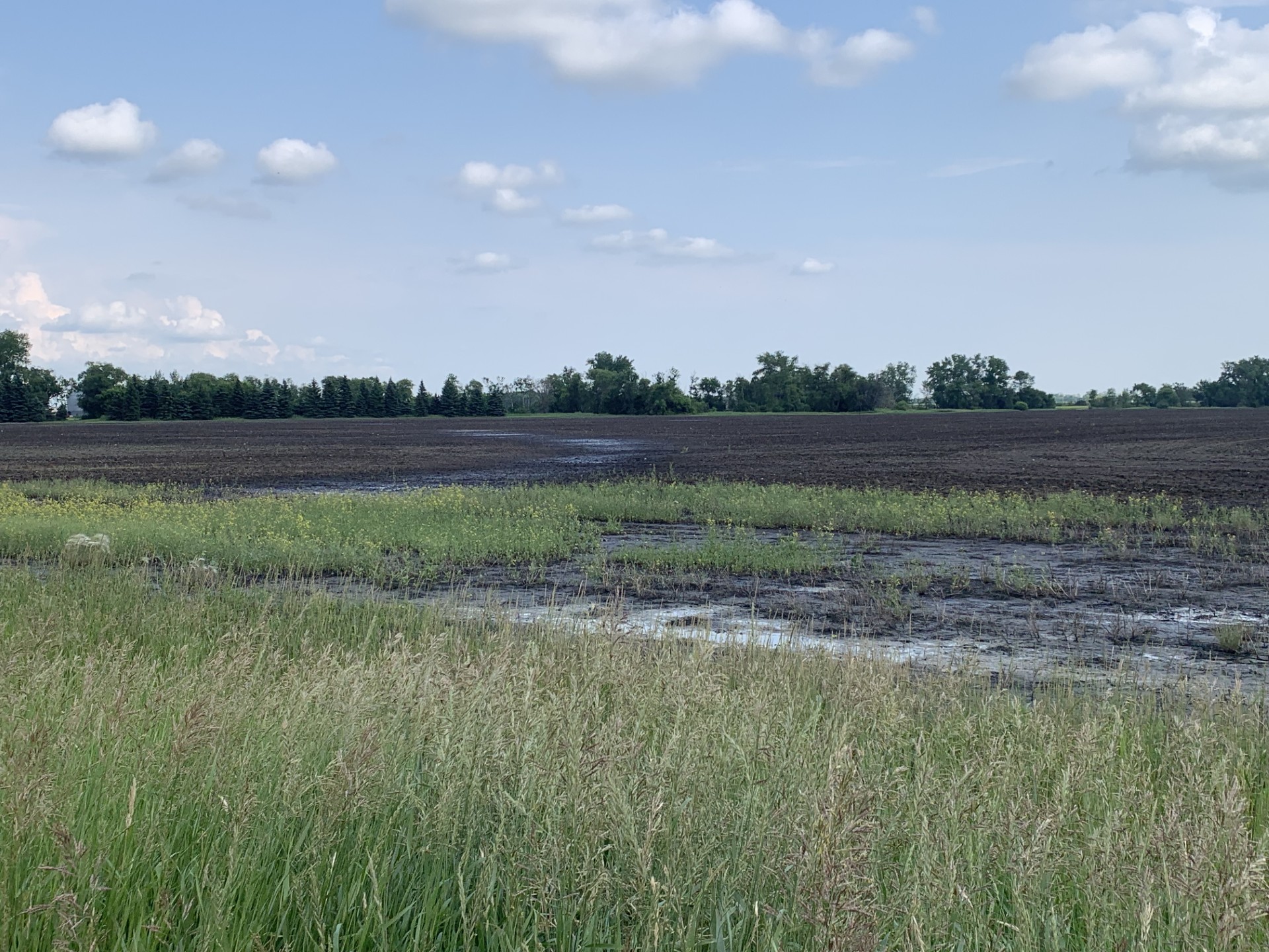 Austin museum exhibit brings attention to Manitoba's shelterbelts ...