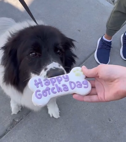 Viral video helps local dog find a loving home after 760 days ...