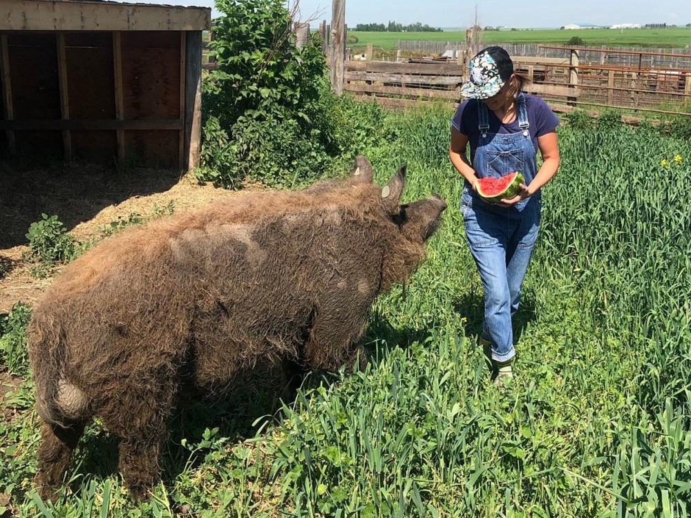 Strathmore fuzzy pig farm readying up for Alberta Open Farm Days ...