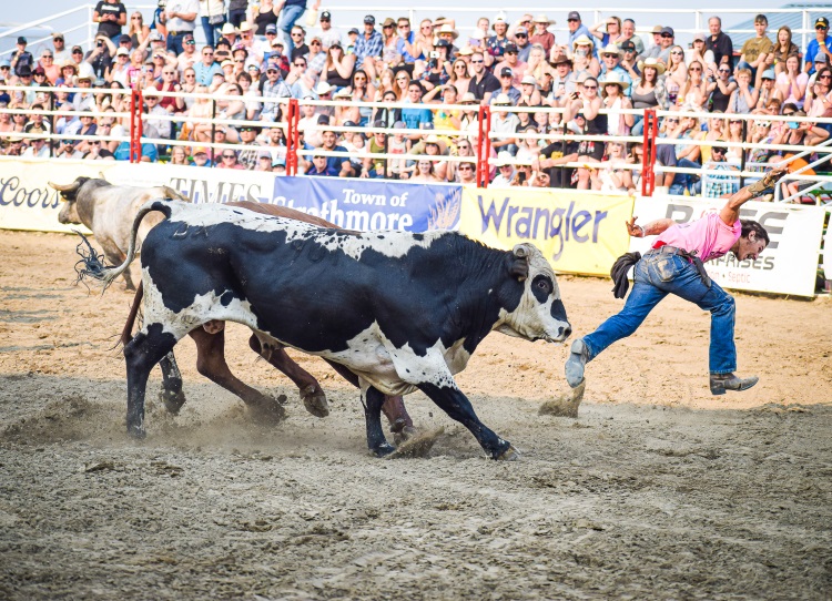 Brave souls gearing up to run with the bulls at the Strathmore Stampede ...