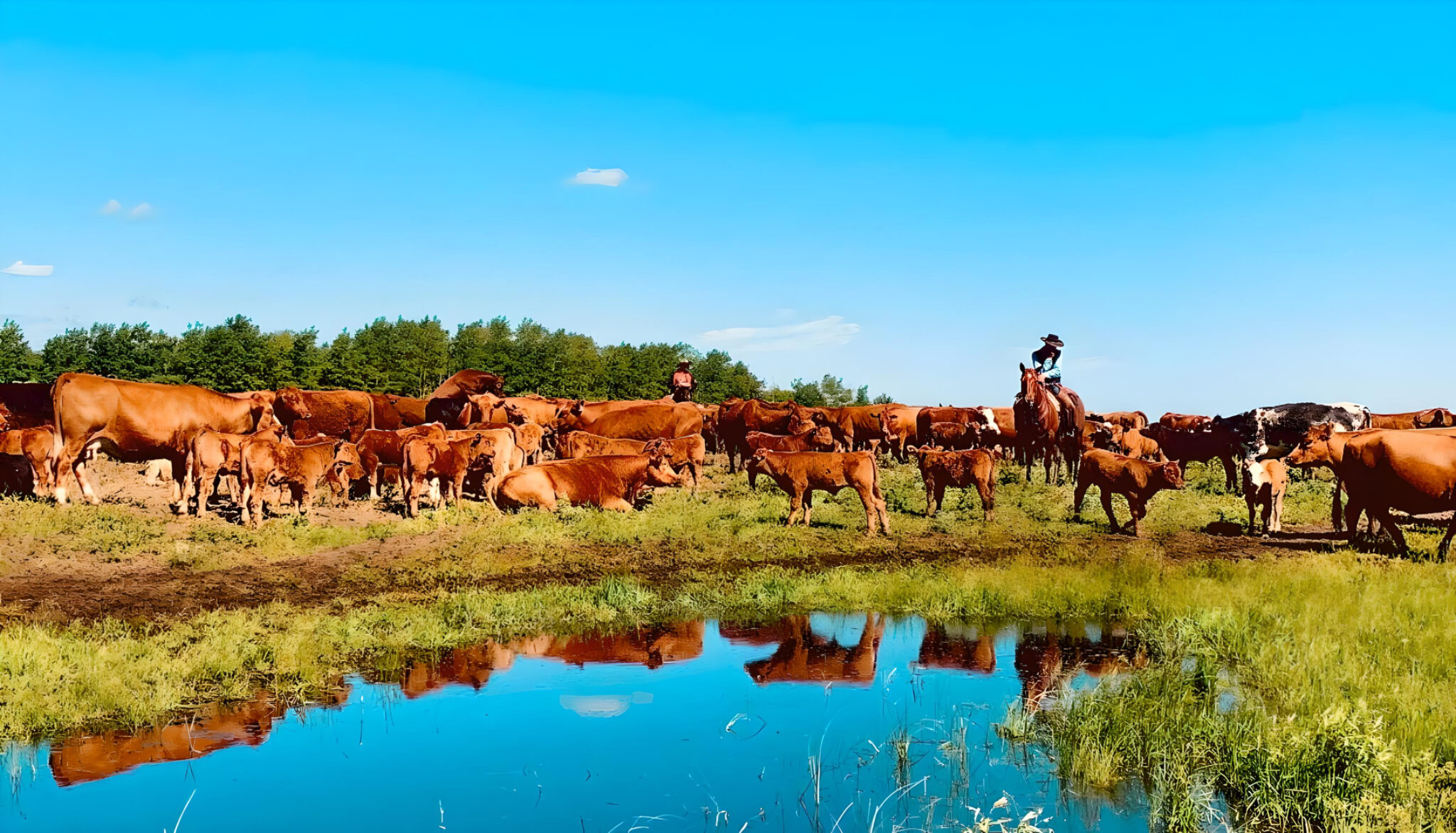 The Association of Manitoba Community Pastures up for national ...