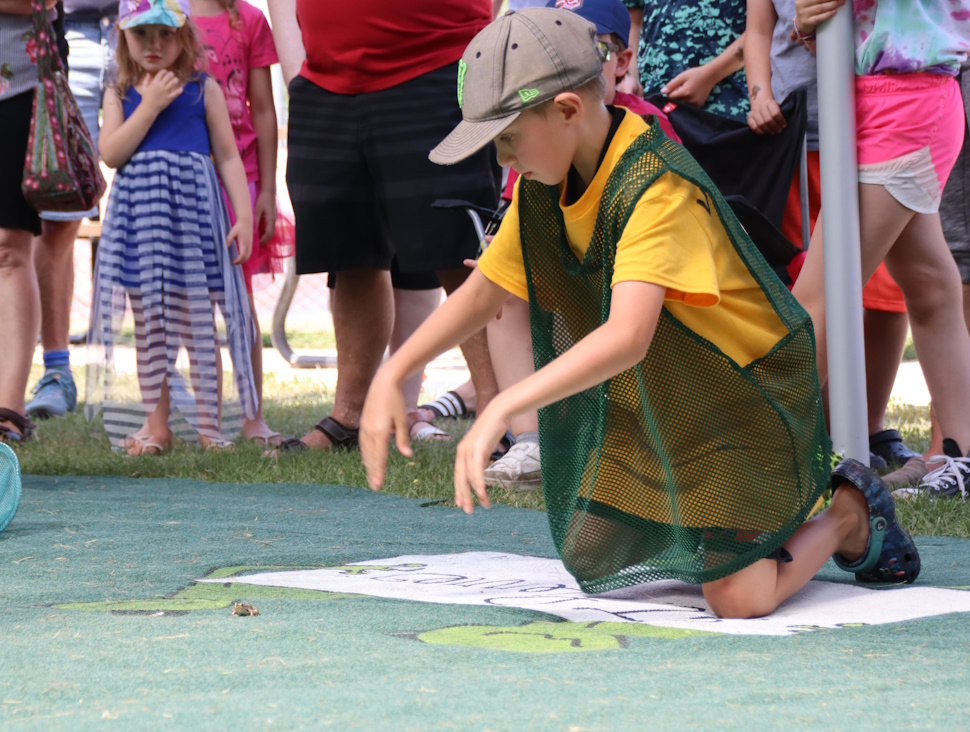 Frog Jumping Championships at the 54th annual Frog Follies ...