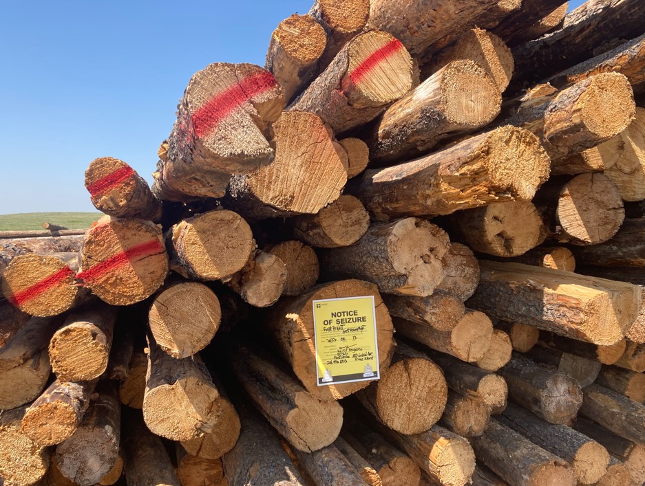 Properly importing wood important for avoiding tree damage and fines ...