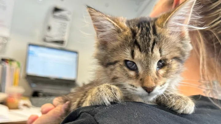 SPCA rallying support for Ari, a blind kitten who needs surgery ...