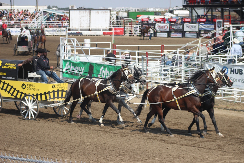 Chanse Vigen crowned chuckwagon champion at 2024 Strathmore Stampede ...