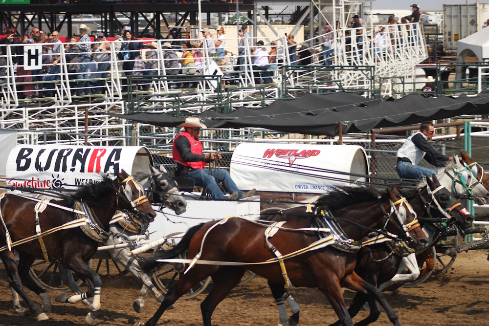 Chanse Vigen crowned chuckwagon champion at 2024 Strathmore Stampede ...