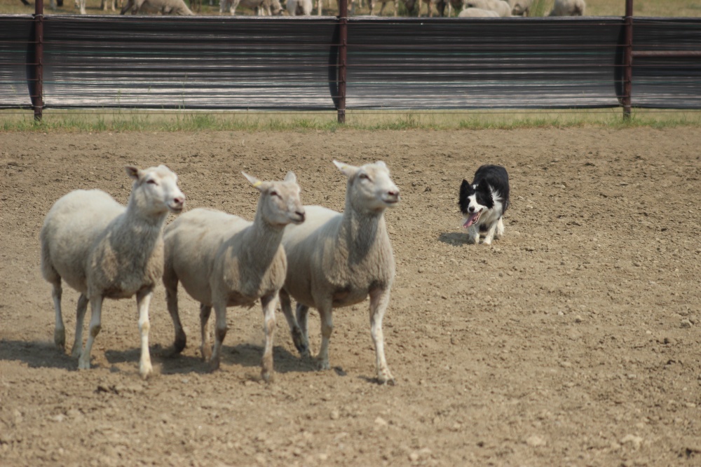 Collies galore at the Strathmore Stampede's Stock Dog Trials ...