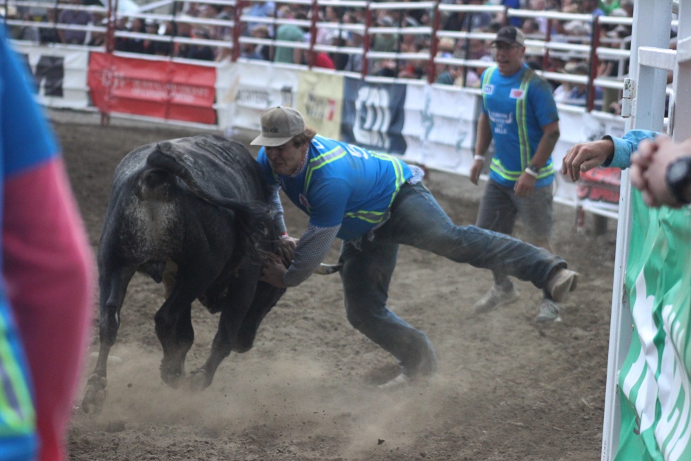 Running with the Bulls fills the stands at the Strathmore Stampede ...