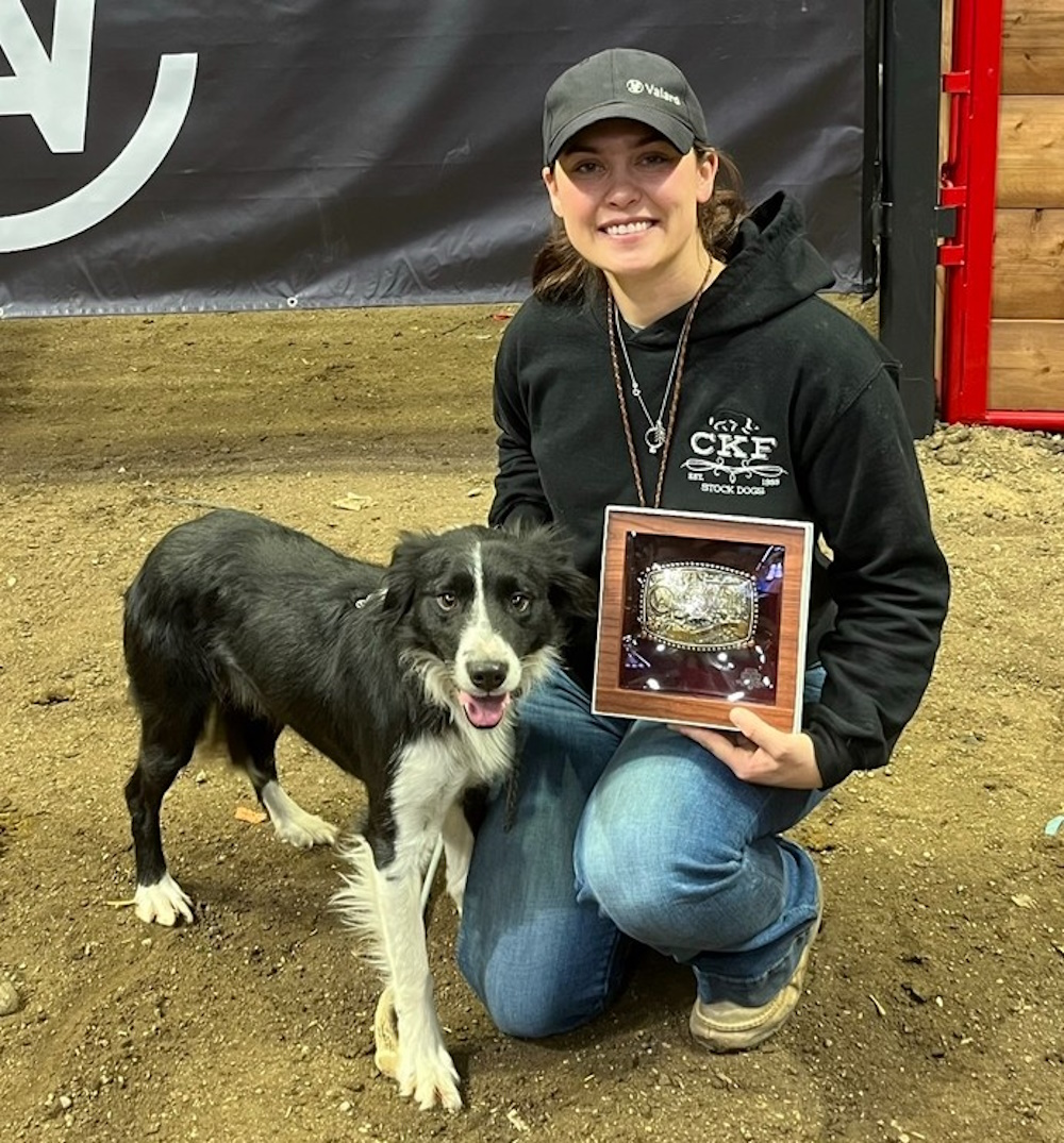Speed and Skill: Minnedosa Hosts Action-Packed Stock Dog Sheep Trial ...