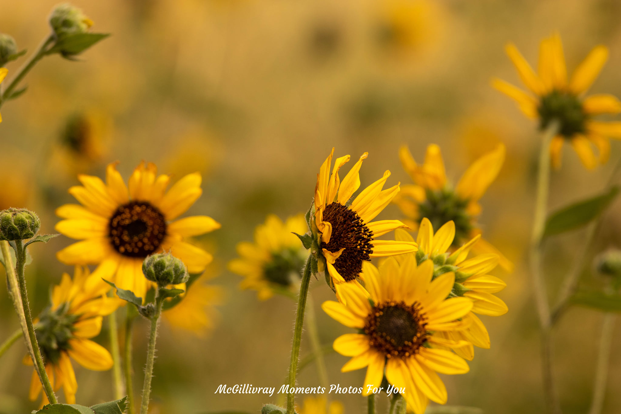 Bid on beauty with McGillivray Moments and the Discover Estevan Online ...