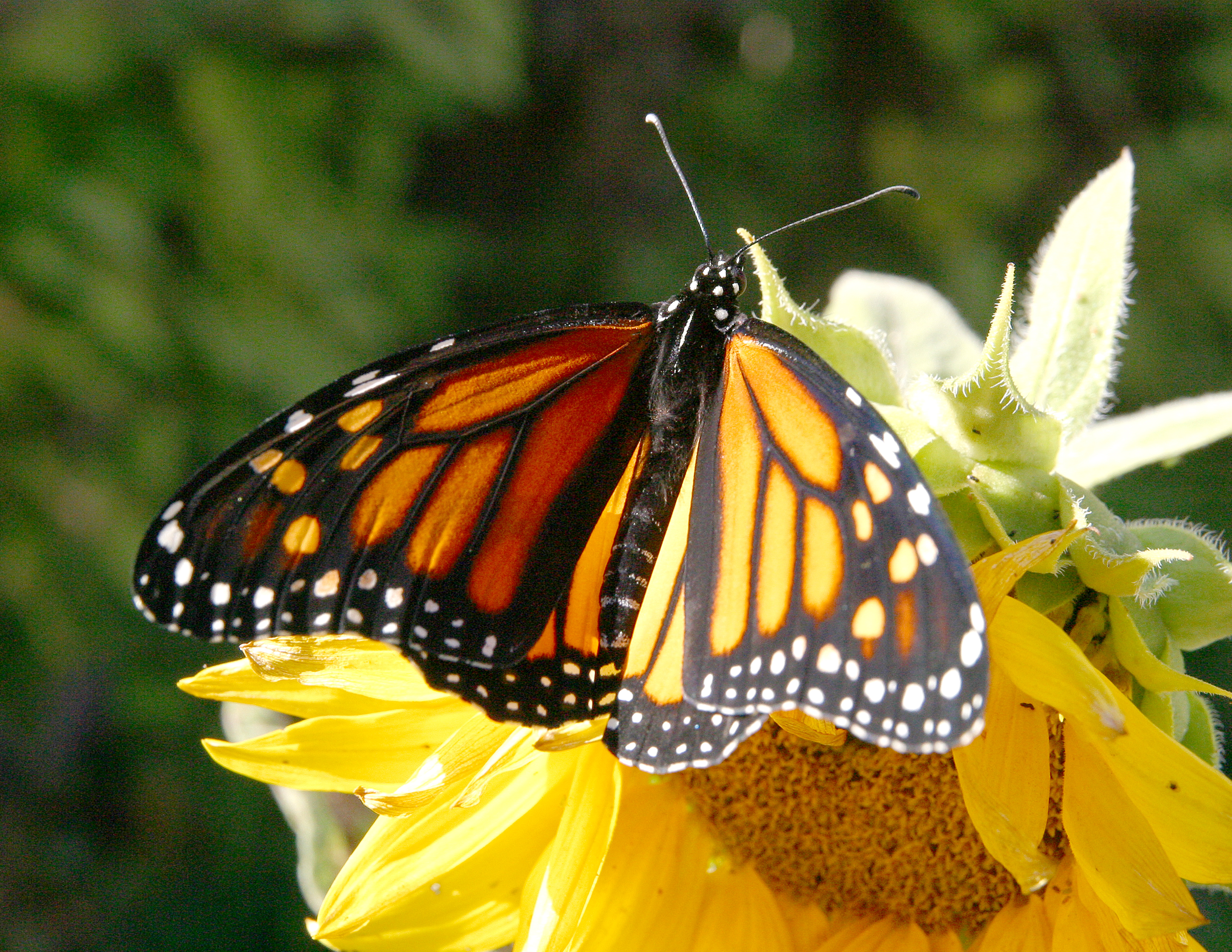 Staying mindful to monitor monarch butterflies - WestCentralOnline ...