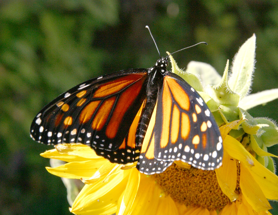 Dos and don’ts of helping the monarch butterfly population ...