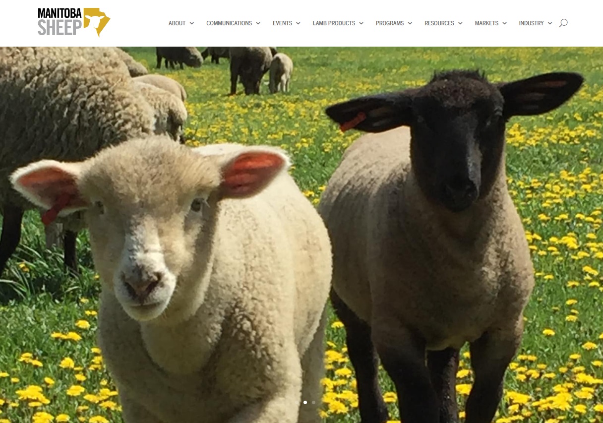 Celebrate Excellence: Manitoba's Best at Weekend Sheep Show ...