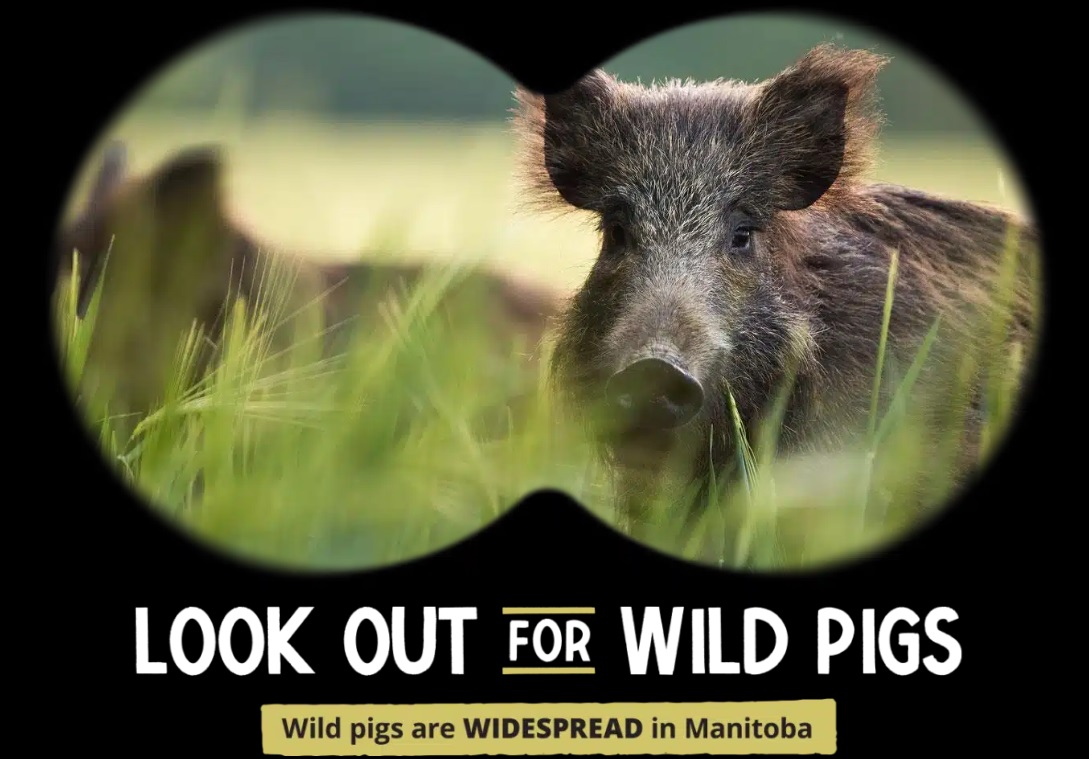 Squeal on Pigs pleased wild hogs added to CanSpotASF list ...