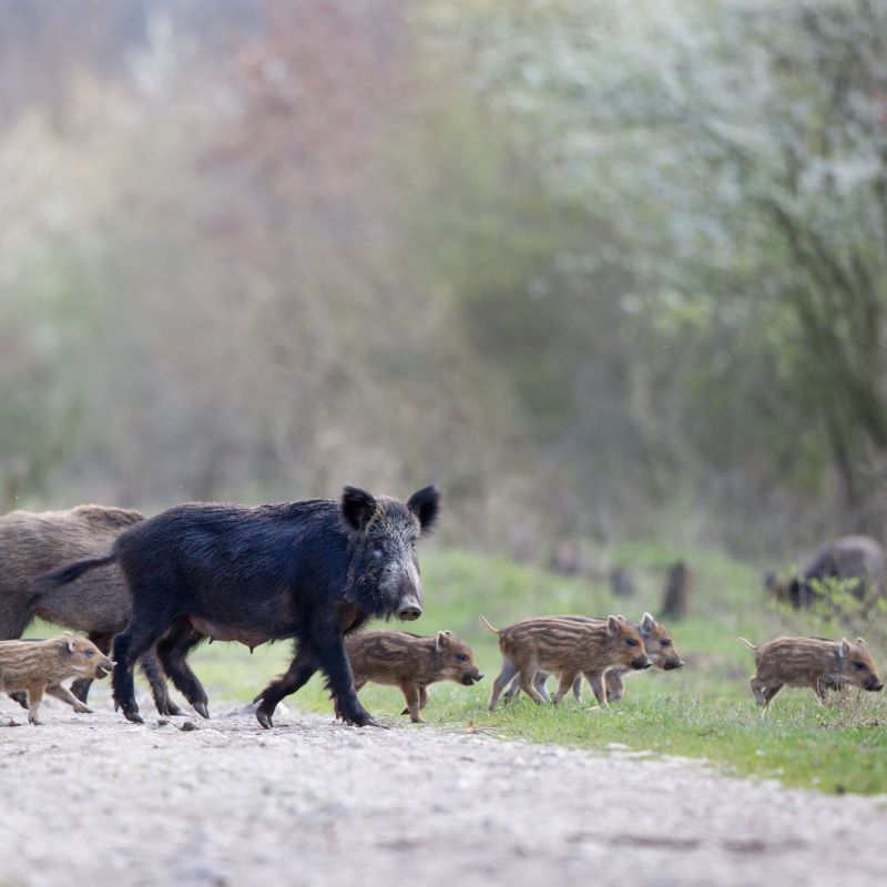 Squeal on Pigs pleased wild hogs added to CanSpotASF list ...