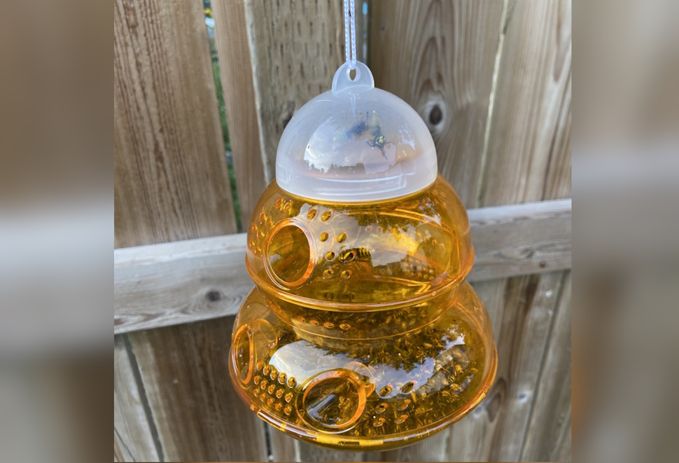 Wasp Wars: The science behind late-summer wasp activity ...