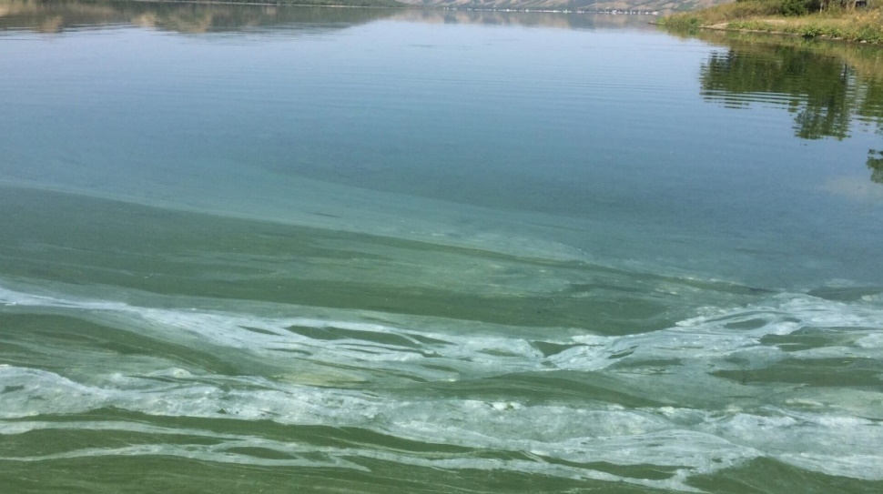 Warm summer weather a breeding ground for toxic blue-green algae ...