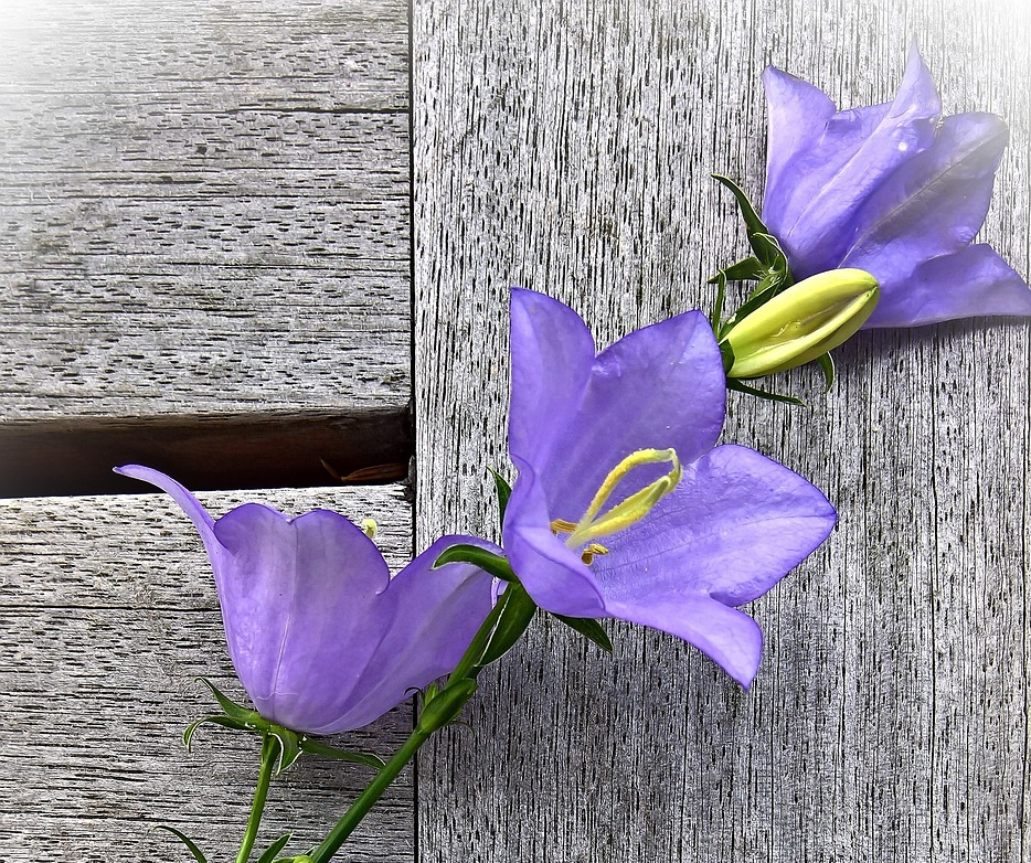 Creeping Bellflower is pretty (noxious) this time of year ...