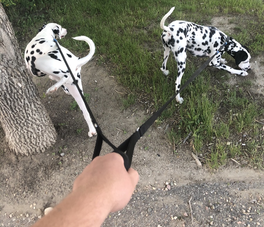 Biggar RCMP give dog owners a lesson after recent incident ...