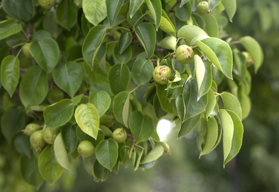 First of four tree fruit roundup days this Saturday - CochraneNow ...