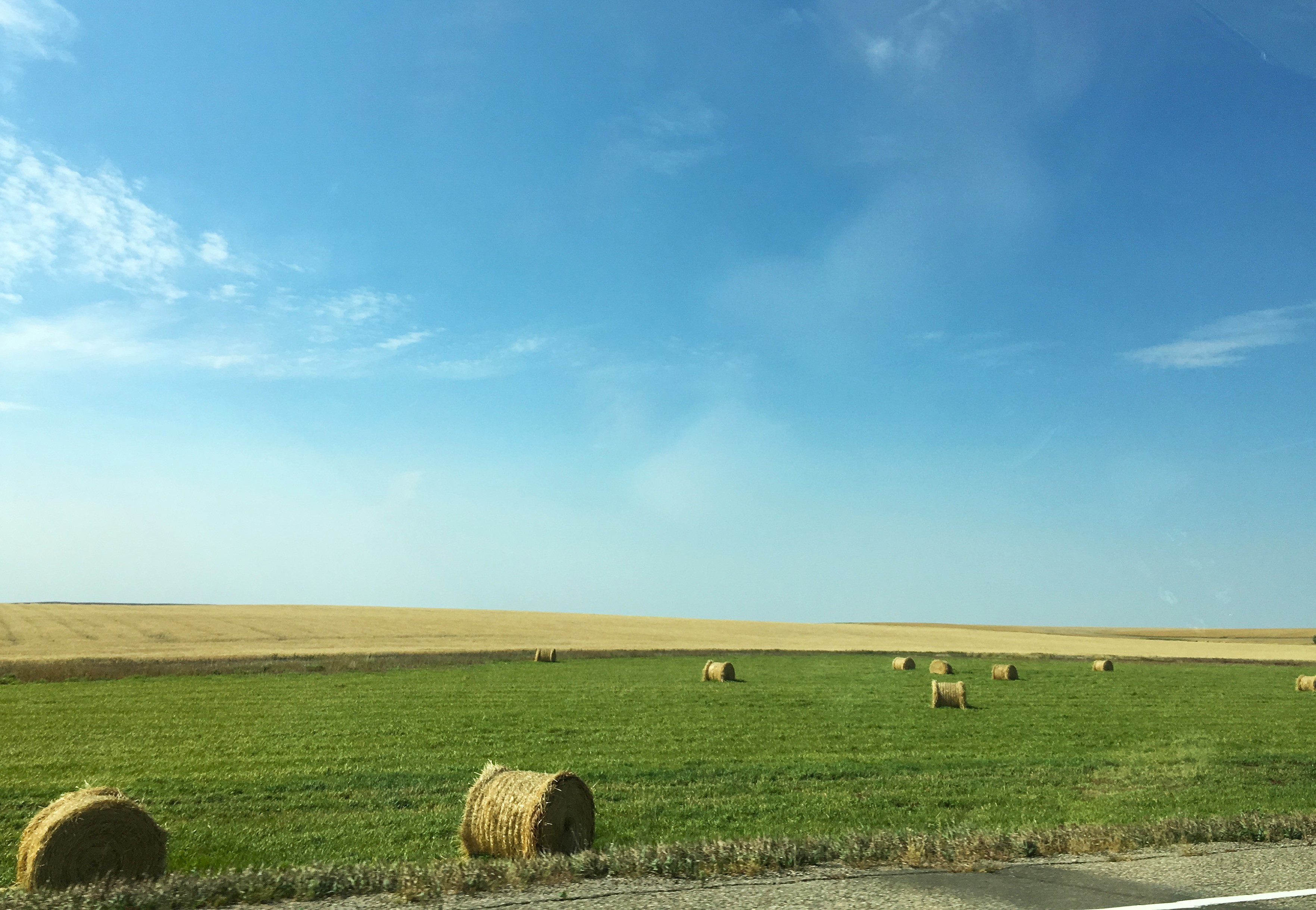 Producers asked to keep an eye out for Absinthe Wormwood as warmth ...