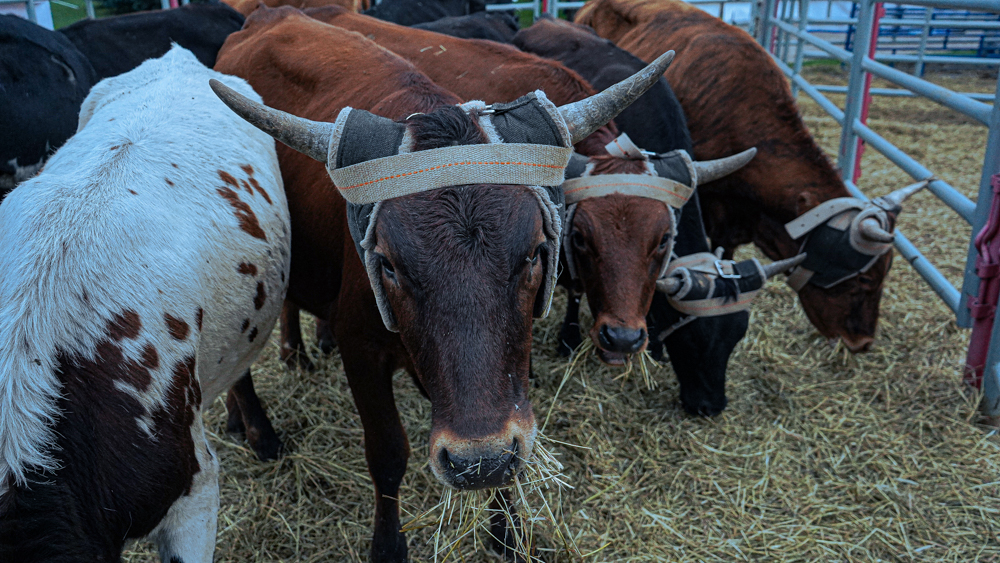 Gallery: The first ever Nanton Pro Rodeo - OkotoksOnline.com - Local ...