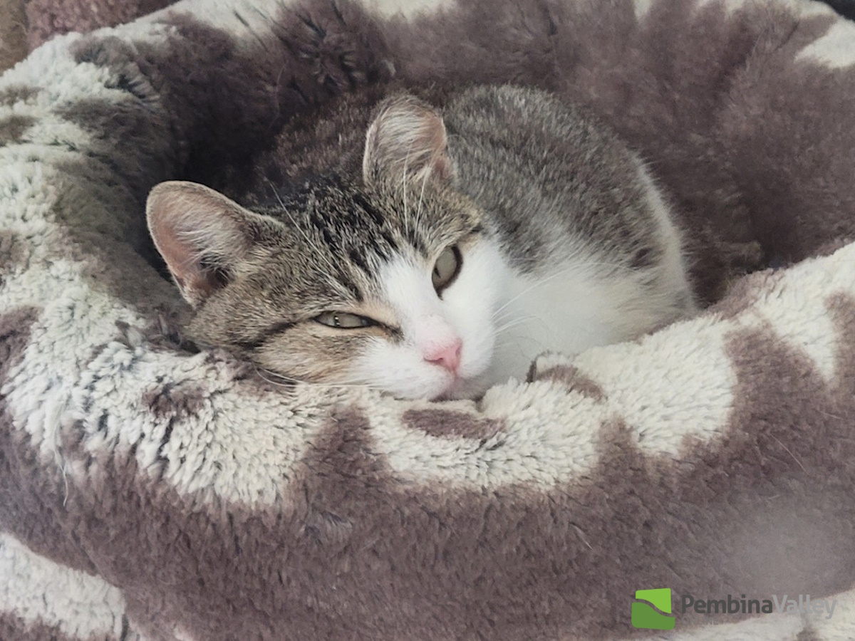 PVHS breaks decade-long intake record with animal 200 ...