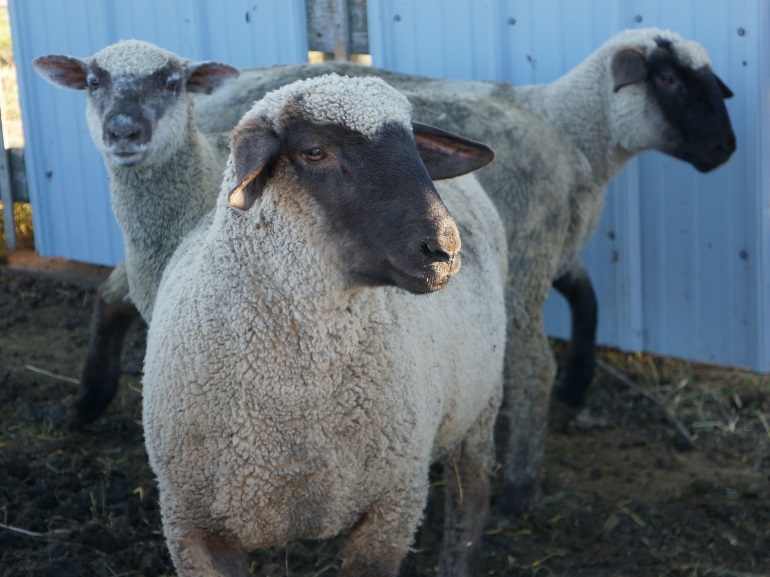 Celebrate Excellence: Manitoba's Best at Weekend Sheep Show ...