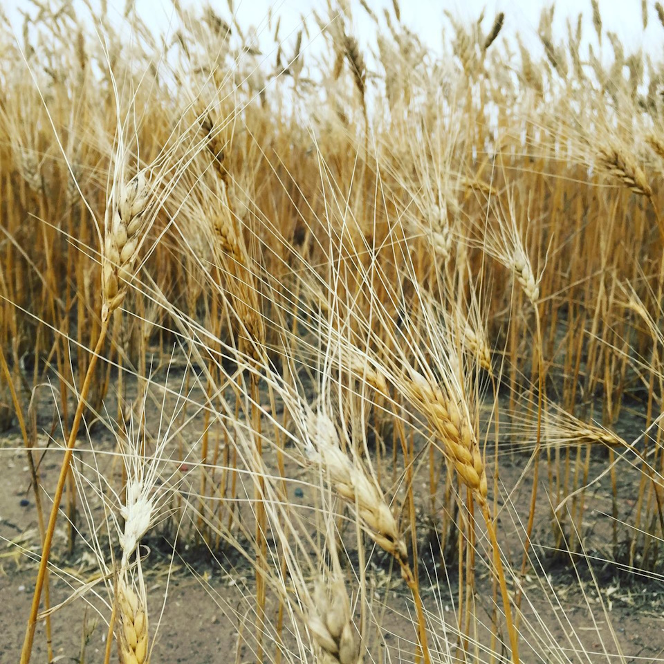 CWRC commits $11.8 million over five years to the CDC - DiscoverAirdrie ...