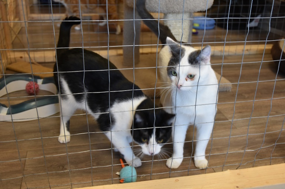 Happy Cat Adoption Centre gearing up for grand opening - StrathmoreNow ...