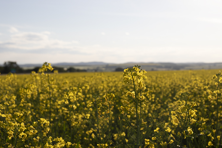 Olds College receives $1.5 million investment for agriculture research ...